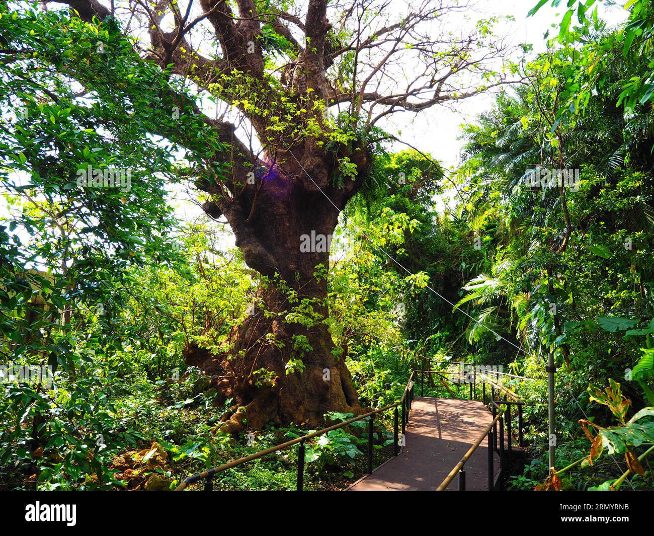 Naha, Okinawa, South East Asia - Blue Zones Stock Photo - Alamy