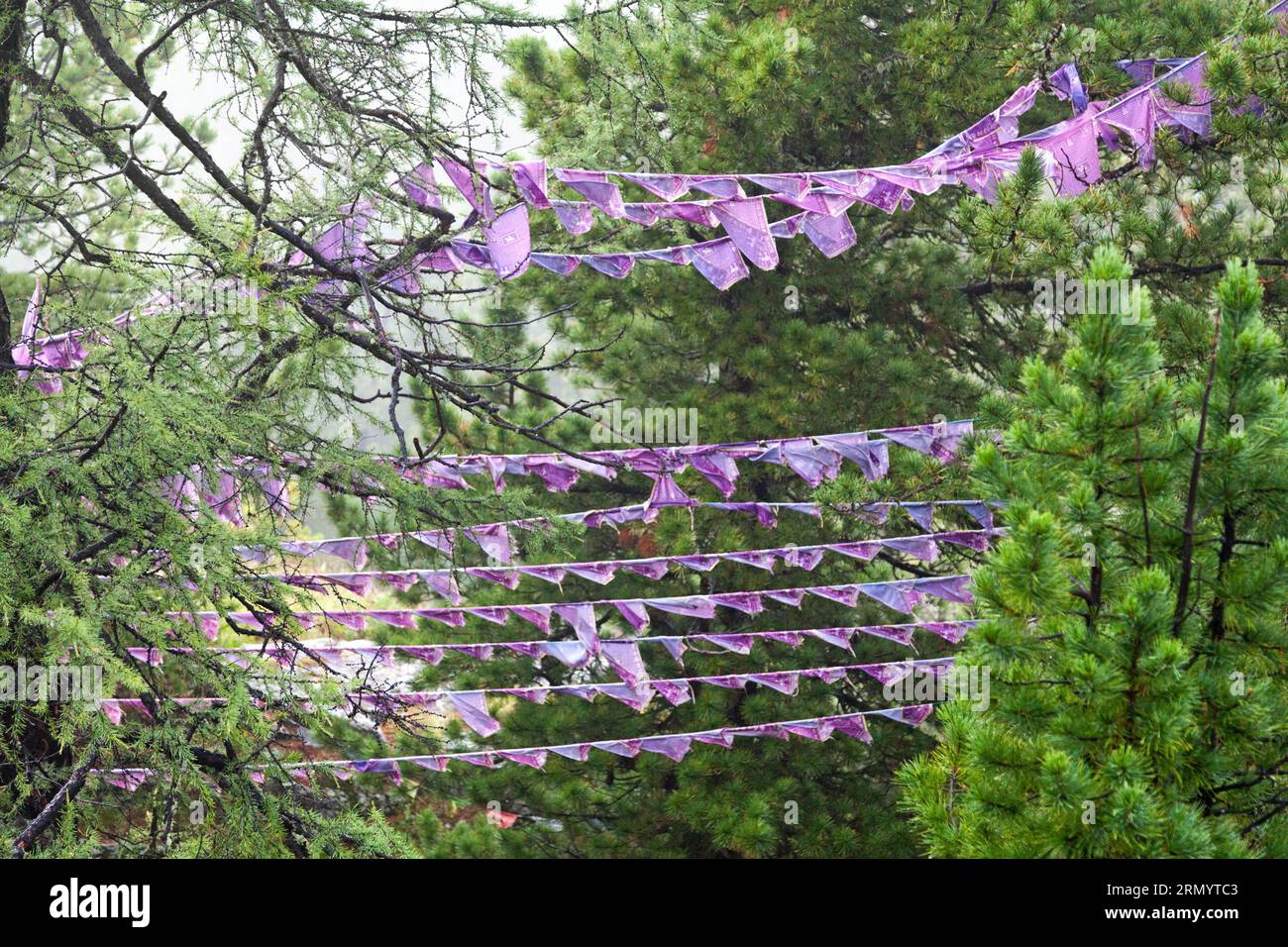 Purple prayer flags hanging from the trees at the Tövkhön Monastery in ...