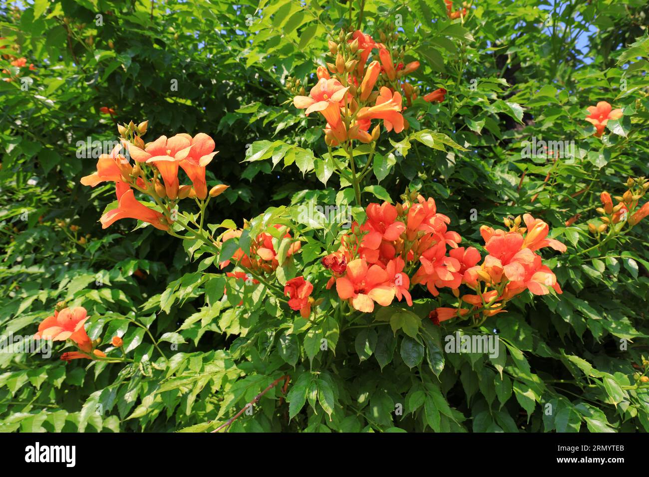 Chinese trumpet creeper blossoms in parks, North China Stock Photo - Alamy