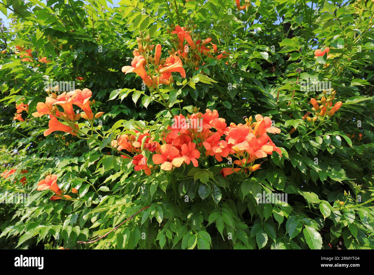 Closeup chinese trumpet vine hi-res stock photography and images - Alamy