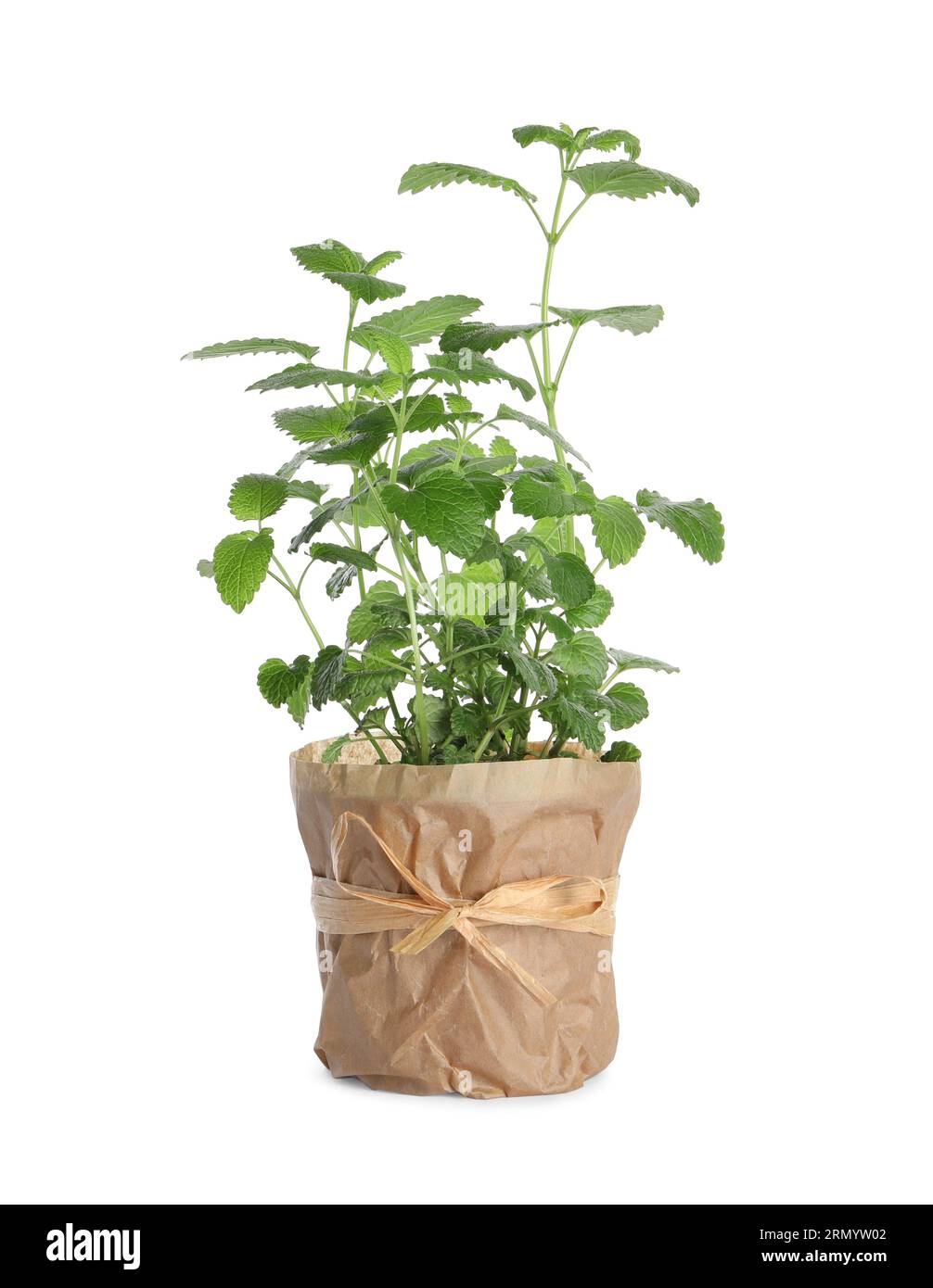 Aromatic green potted melissa isolated on white Stock Photo - Alamy