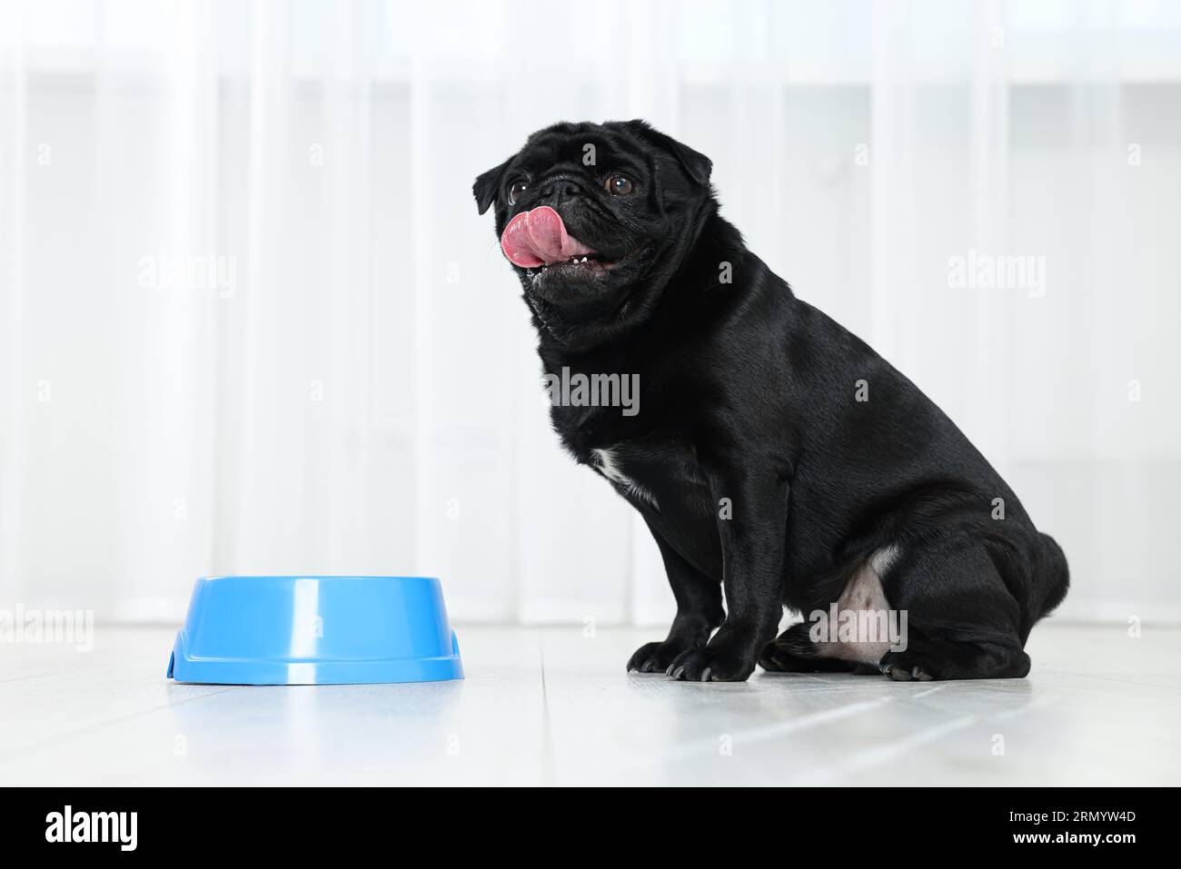 Cute Pug dog eating from plastic bowl in room, space for text Stock ...