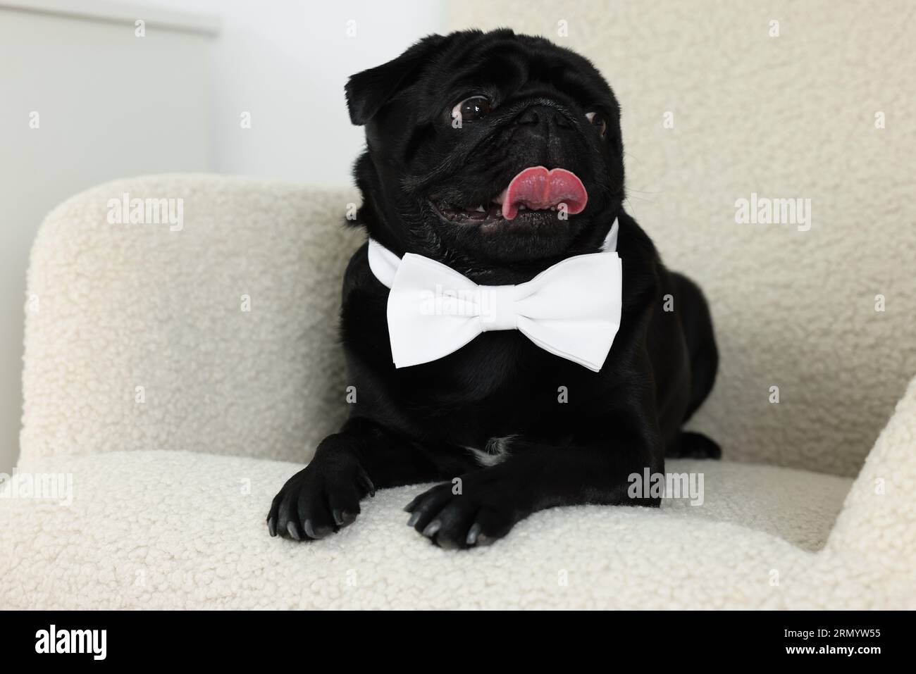 Cute Pug dog with white bow tie on neck in room Stock Photo - Alamy