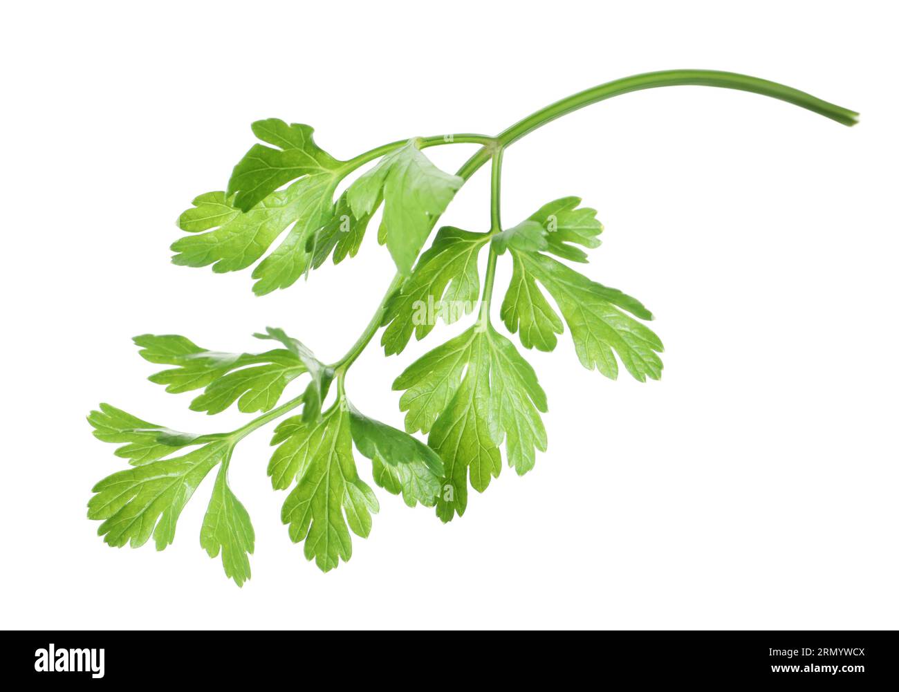 Sprig of fresh green parsley leaves isolated on white Stock Photo - Alamy