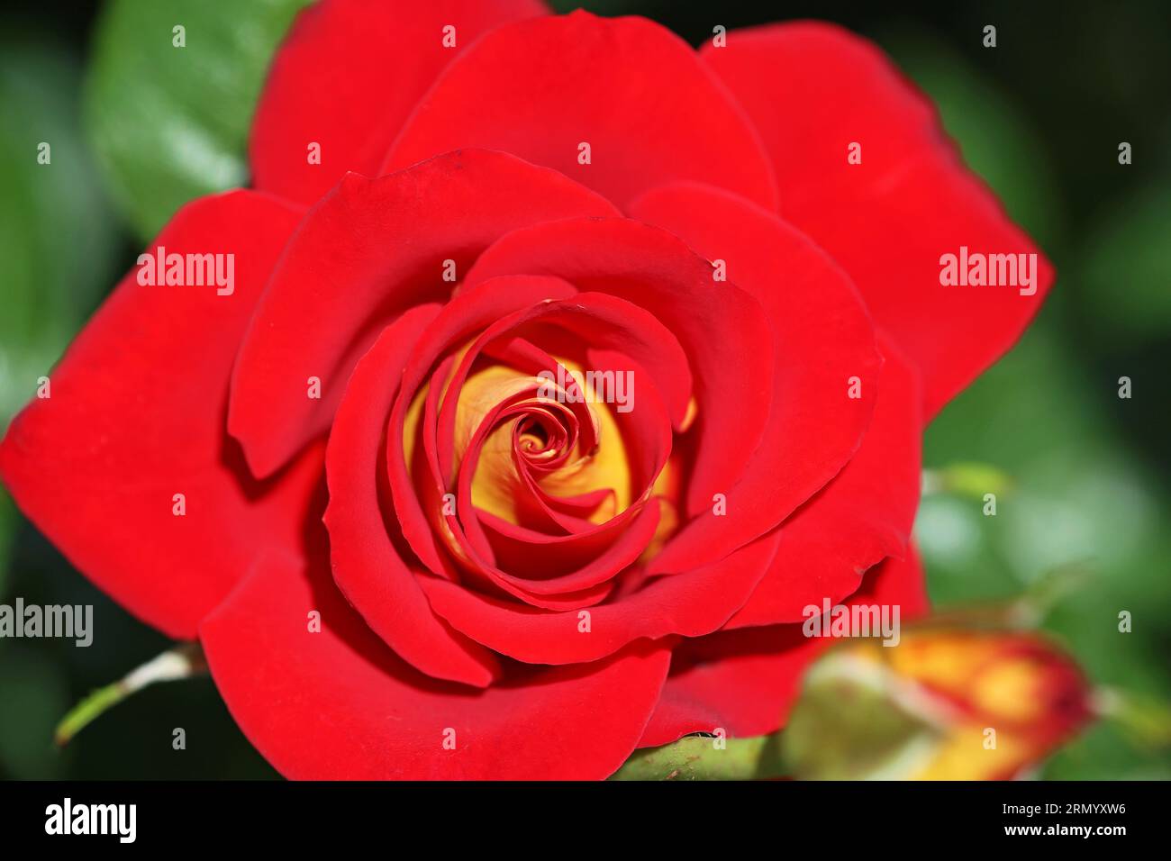 Beauty of red hi-res stock photography and images - Alamy