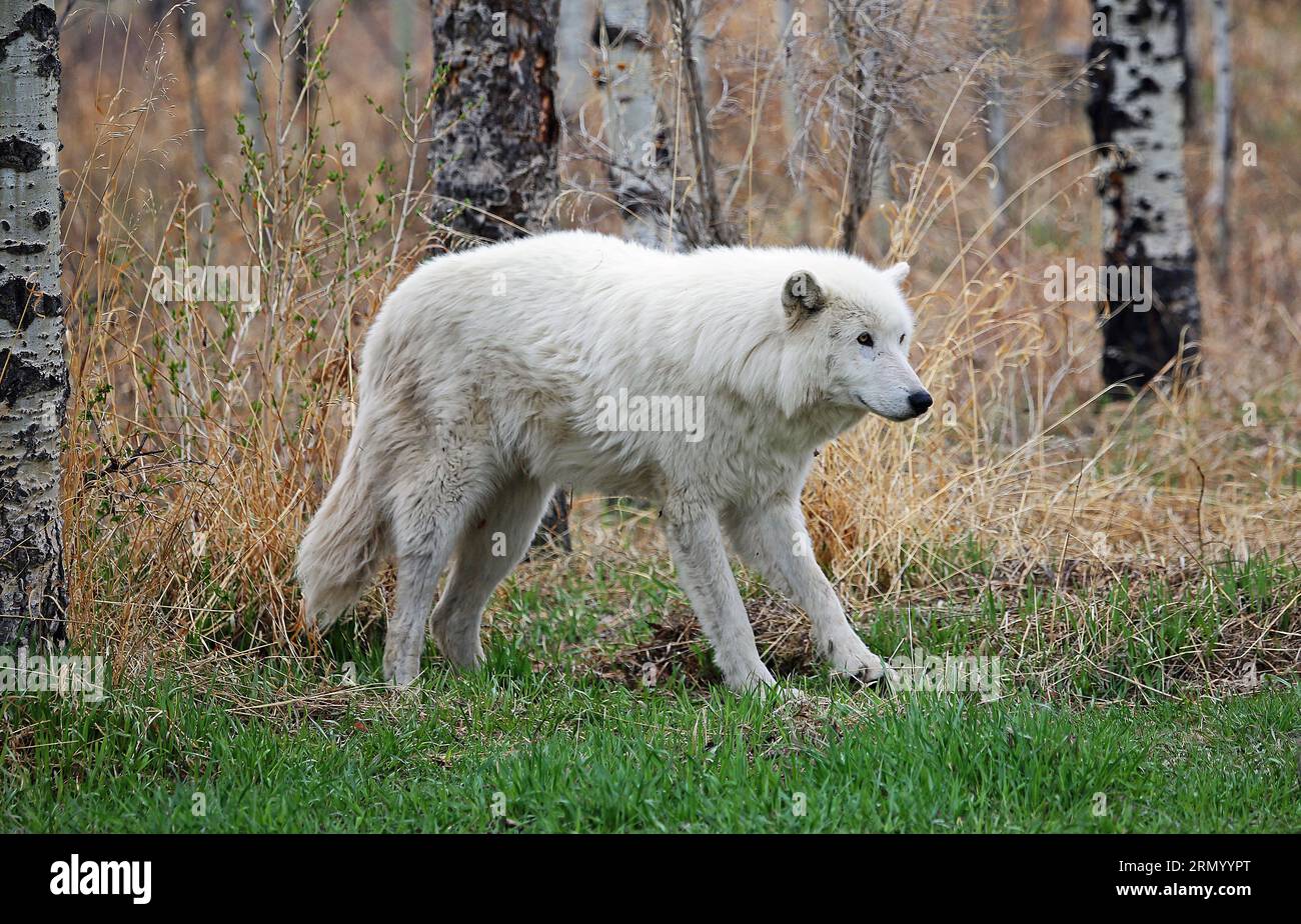 White Wolfdog, Canada Stock Photo - Alamy