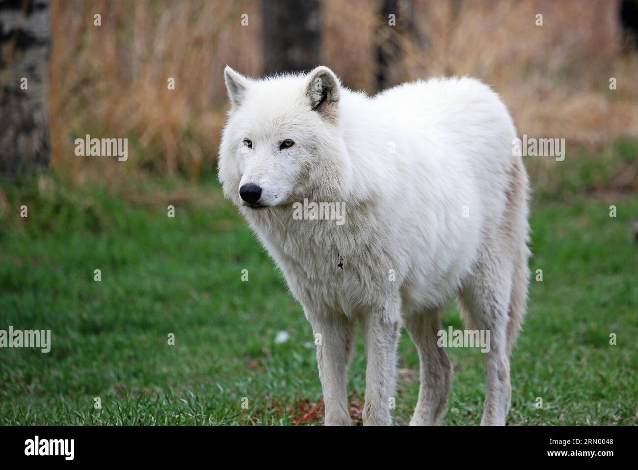 Arctic Wolfdog, Canada Stock Photo - Alamy