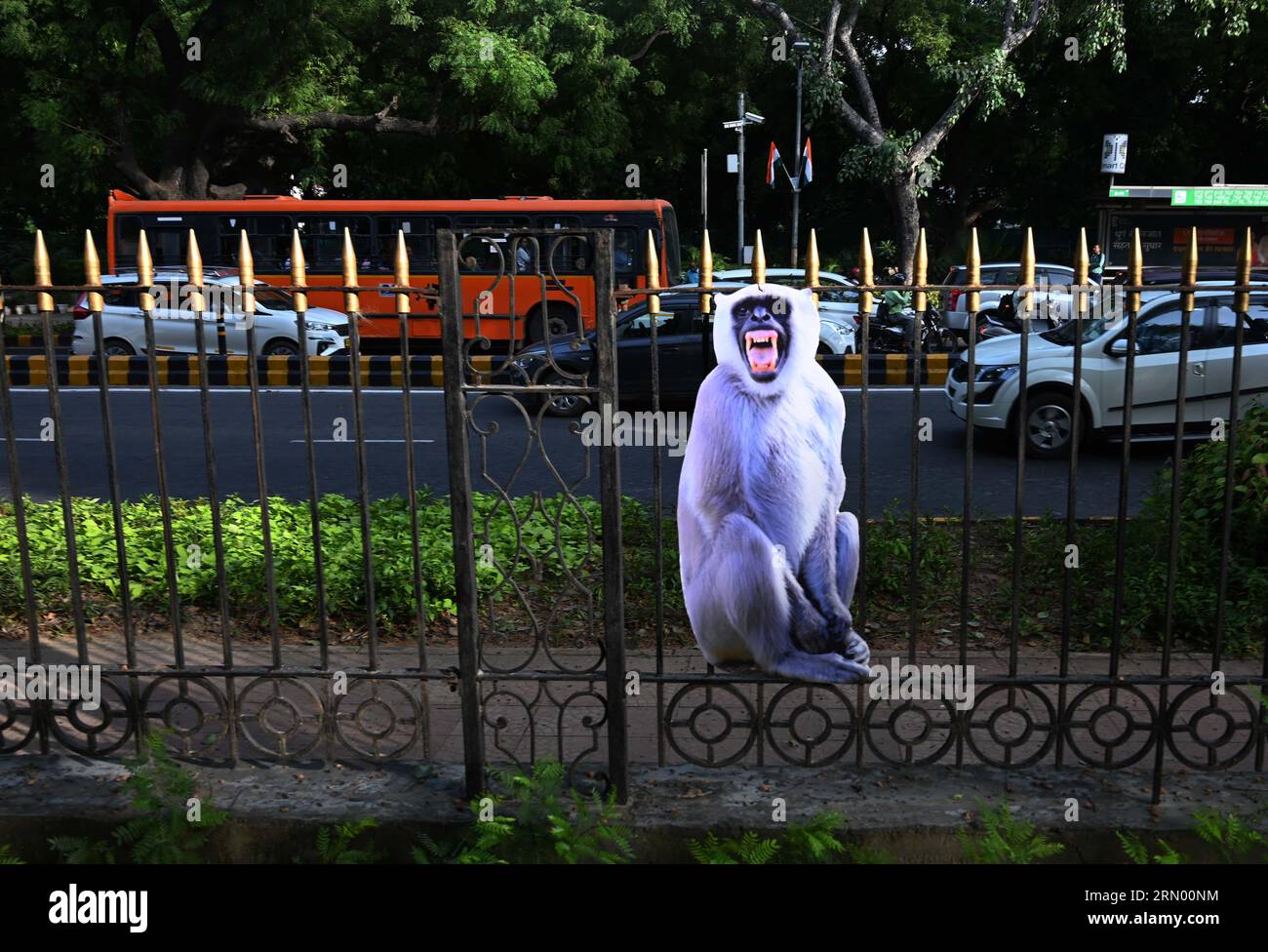 New Delhi, India. 29th Aug, 2023. NEW DELHI, INDIA - AUGUST 29: Langoor ...