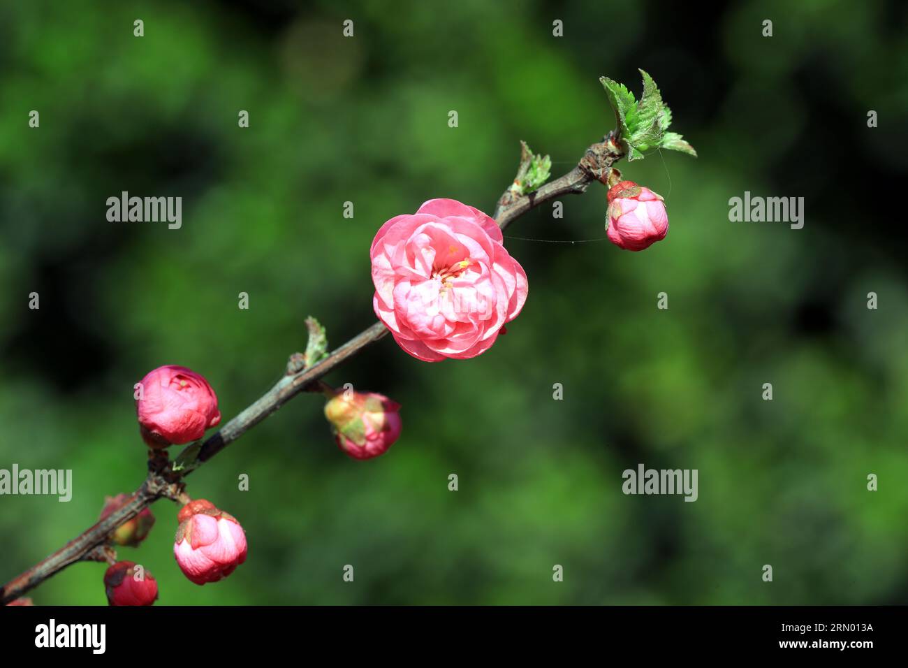 Prunus mume botanical hi-res stock photography and images - Alamy