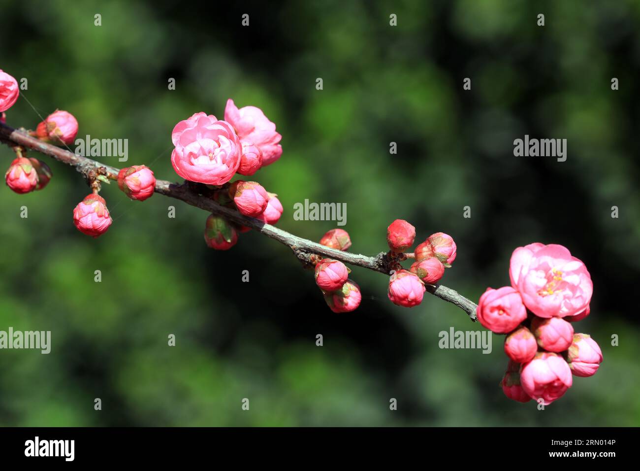 Prunus mume botanical hi-res stock photography and images - Alamy