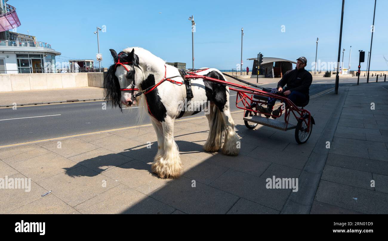 Gypsy rides horse and trap in Redcar UK Stock Photo - Alamy