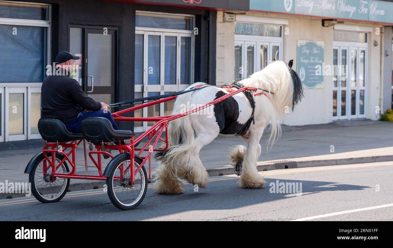 Gypsy rides horse and trap in Redcar UK Stock Photo - Alamy