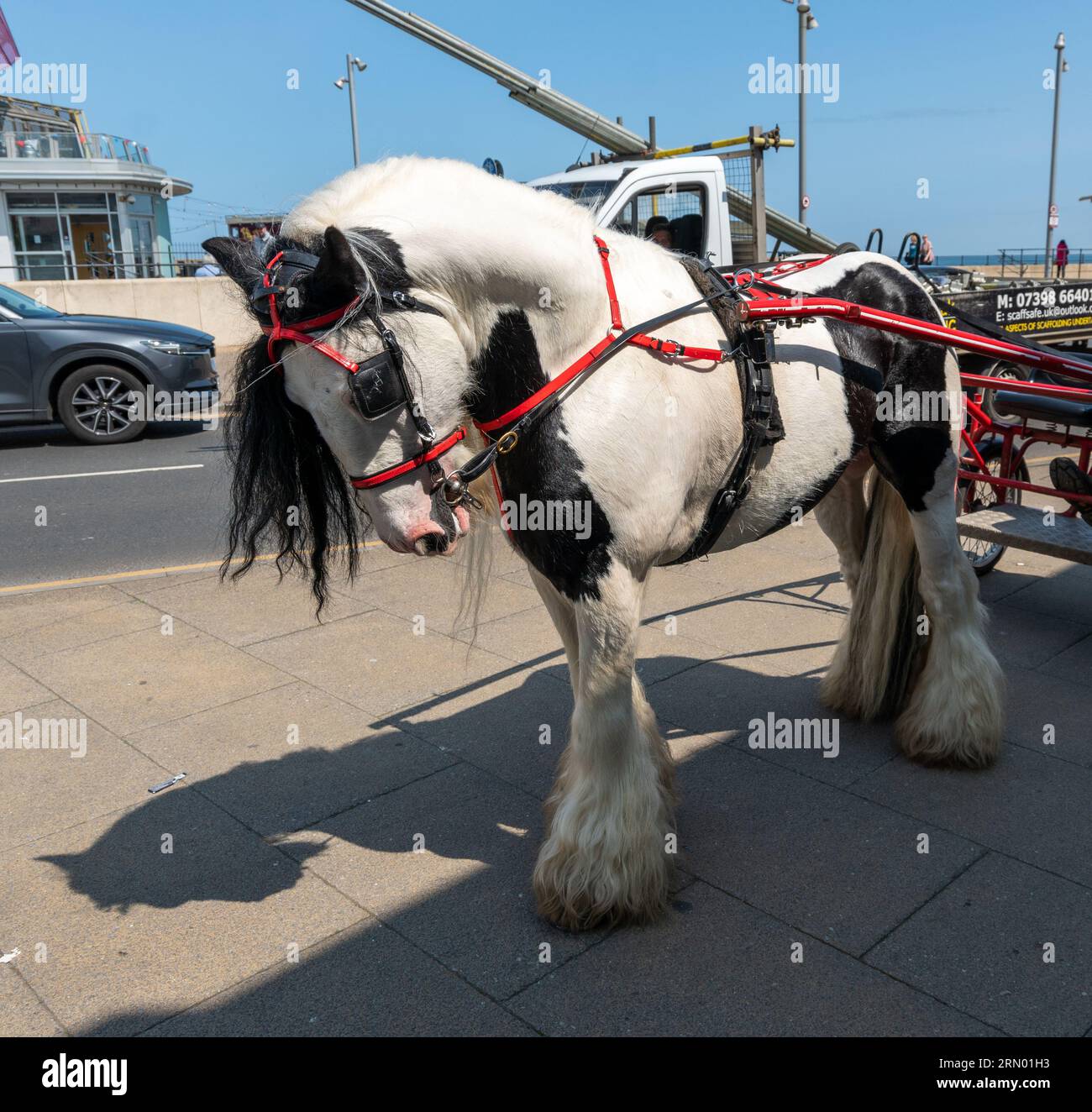 Gypsy rides horse and trap in Redcar UK Stock Photo - Alamy