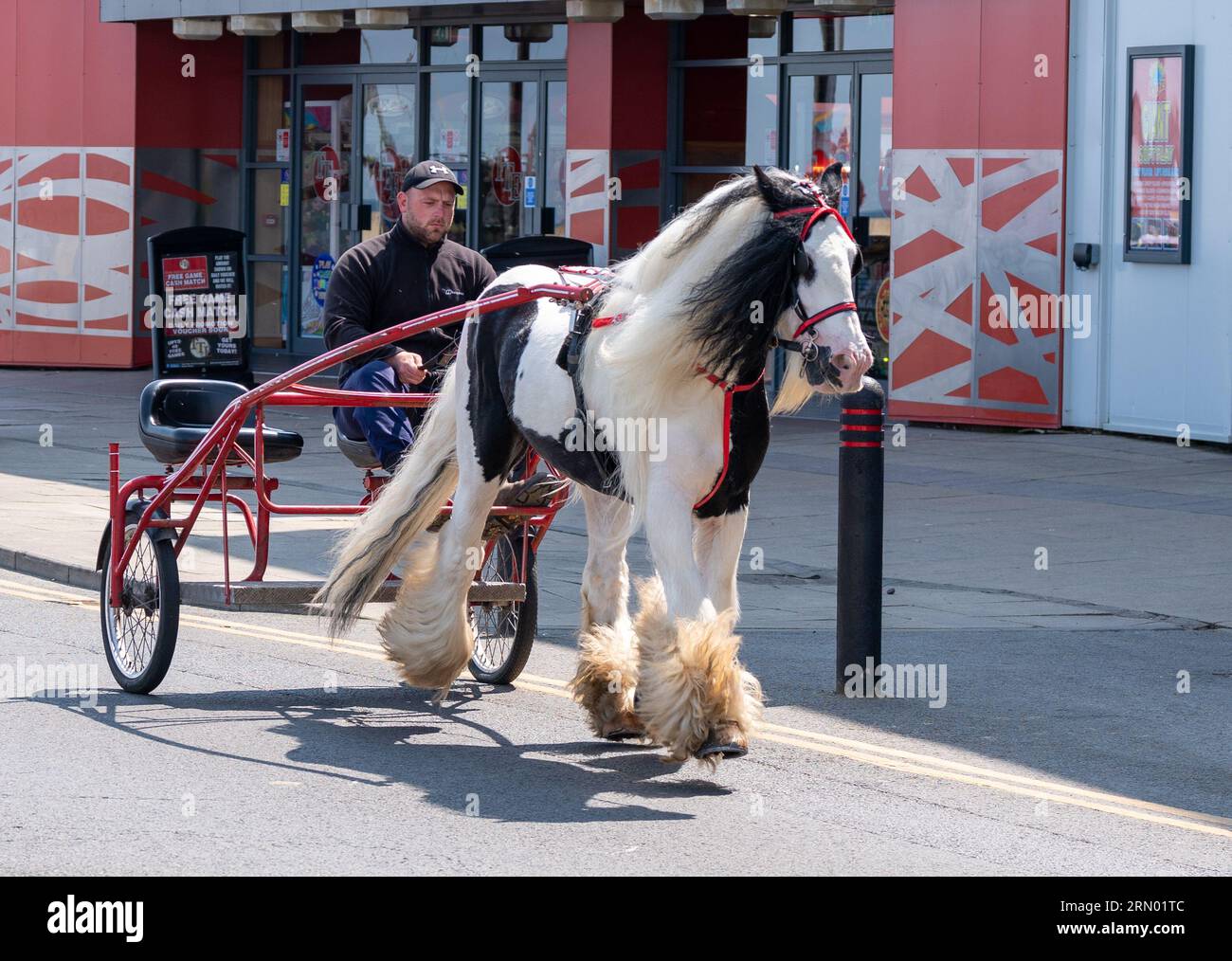 Gypsy rides horse and trap in Redcar UK Stock Photo - Alamy