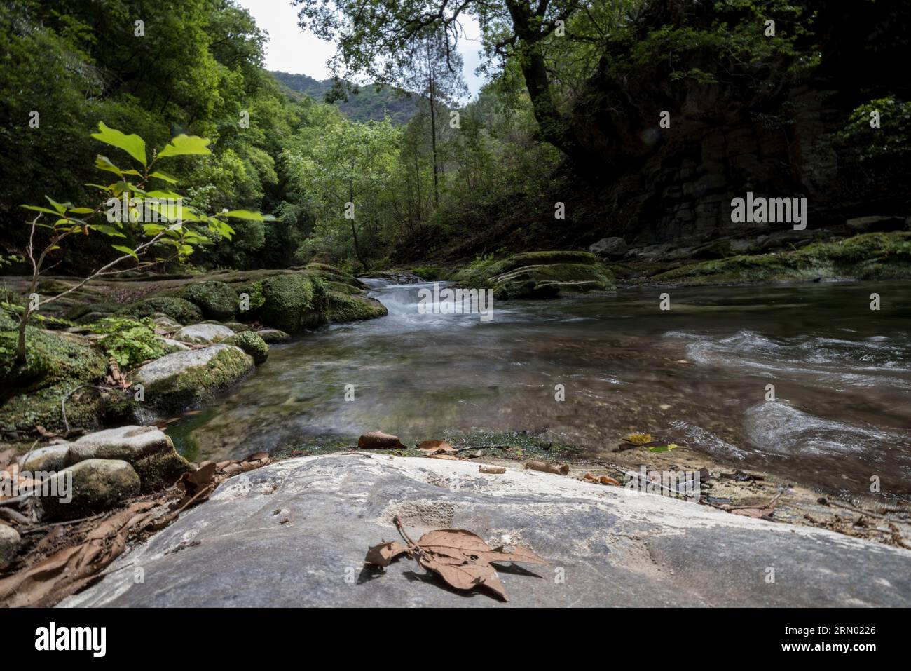 Fauna de mexico hi-res stock photography and images - Alamy
