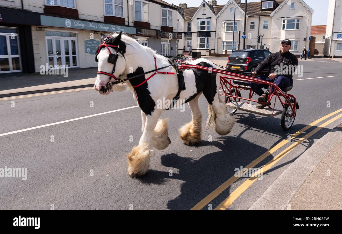 Gypsy rides horse and trap in Redcar UK Stock Photo - Alamy