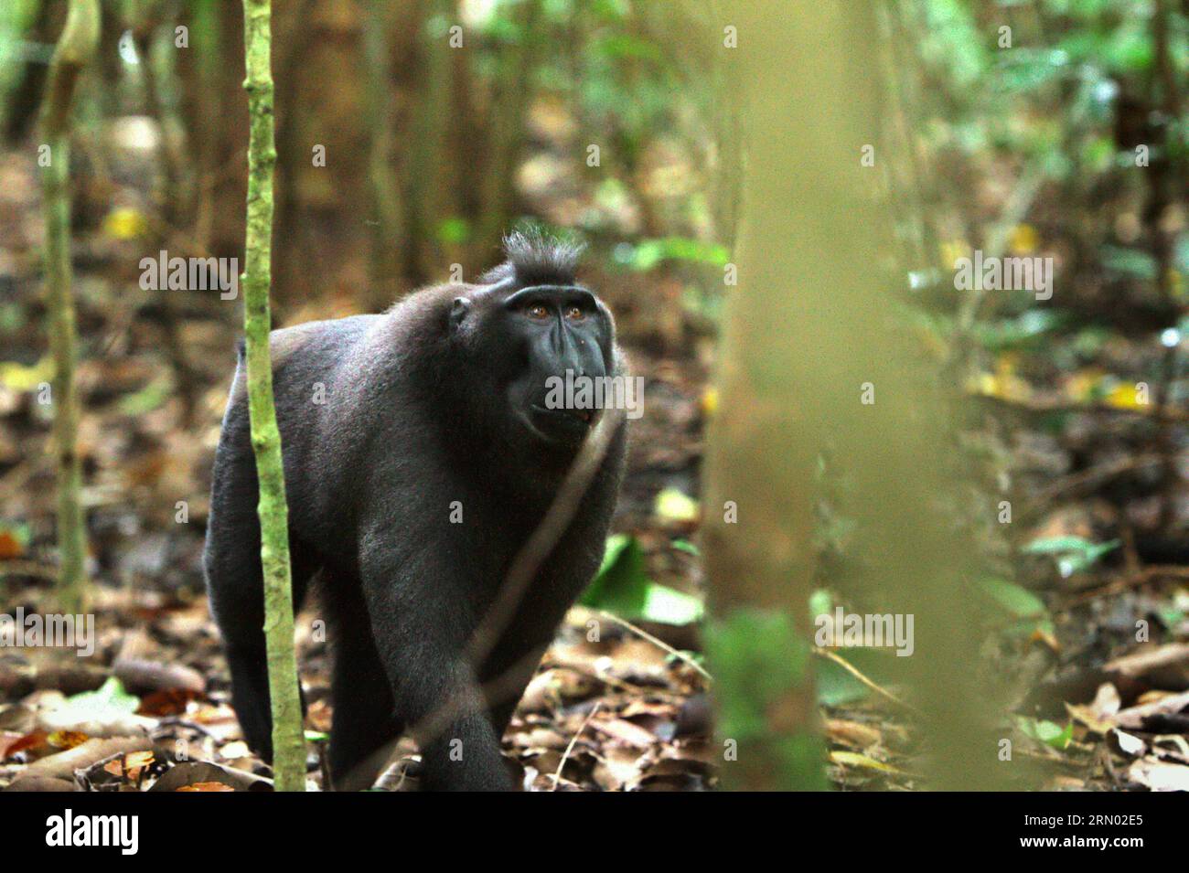 A crested macaque (Macaca nigra) moves on the ground in Tangkoko forest ...