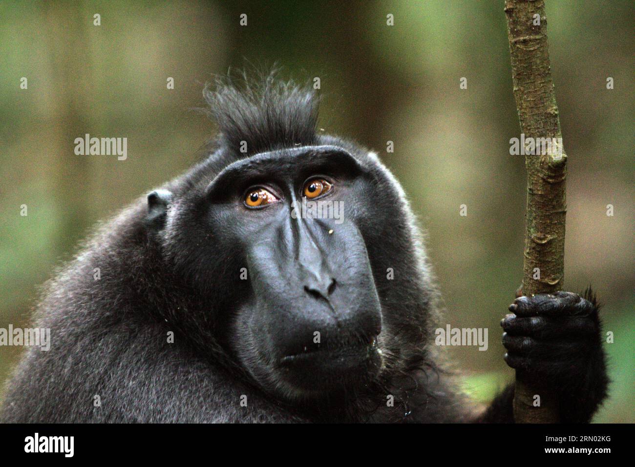 Portrait of a crested macaque (Macaca nigra) in Tangkoko forest, North ...