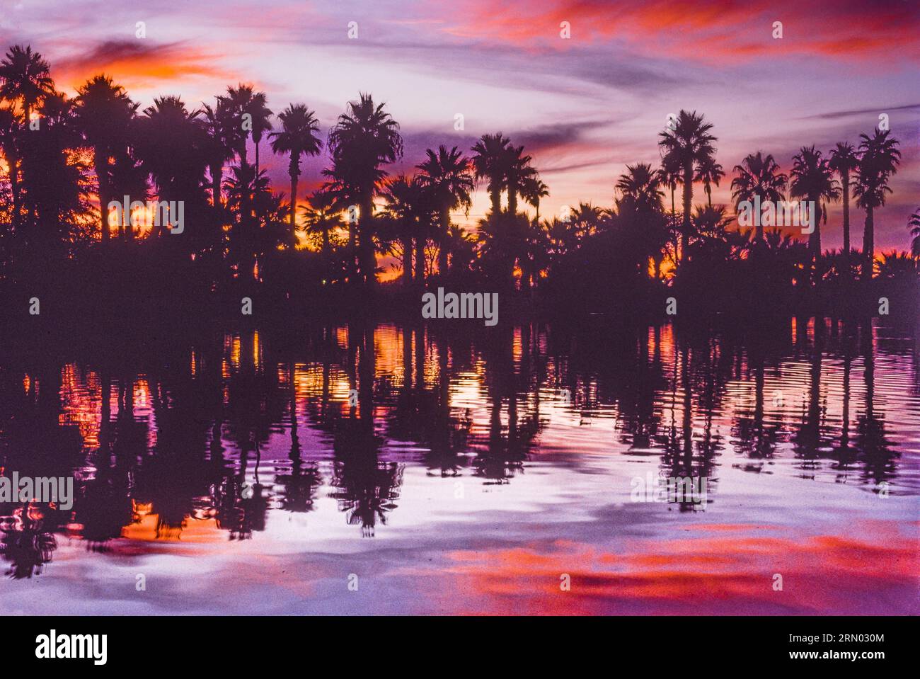 Palm Trees at Sunset Papago Park Pond Phoenix, Arizona, USA Stock Photo ...
