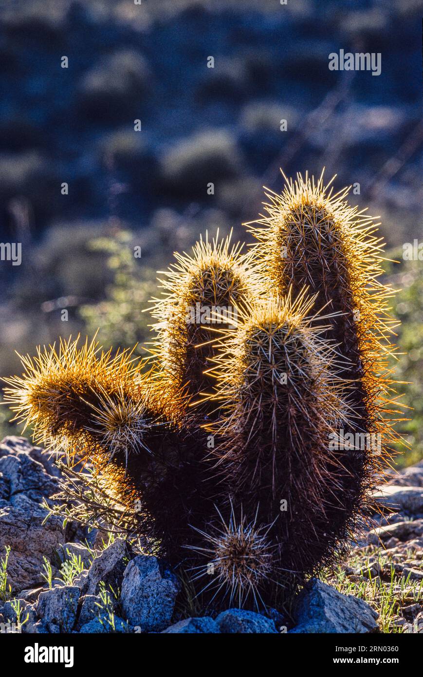 Cactus South Mountain Park and Preserve Phoenix, Arizona, USA Stock ...