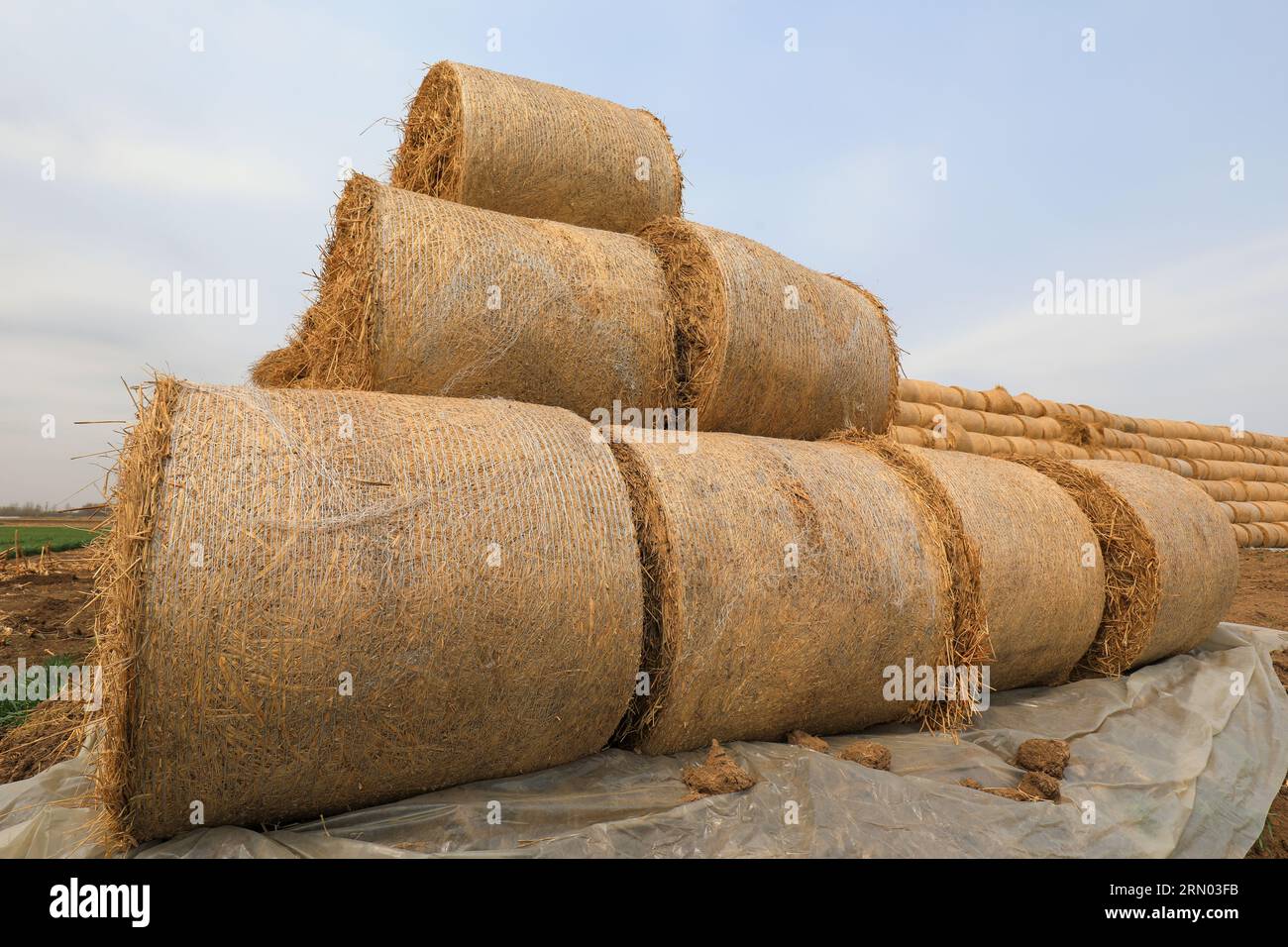 Piles of straw rolled in the wheat field, North China Stock Photo - Alamy