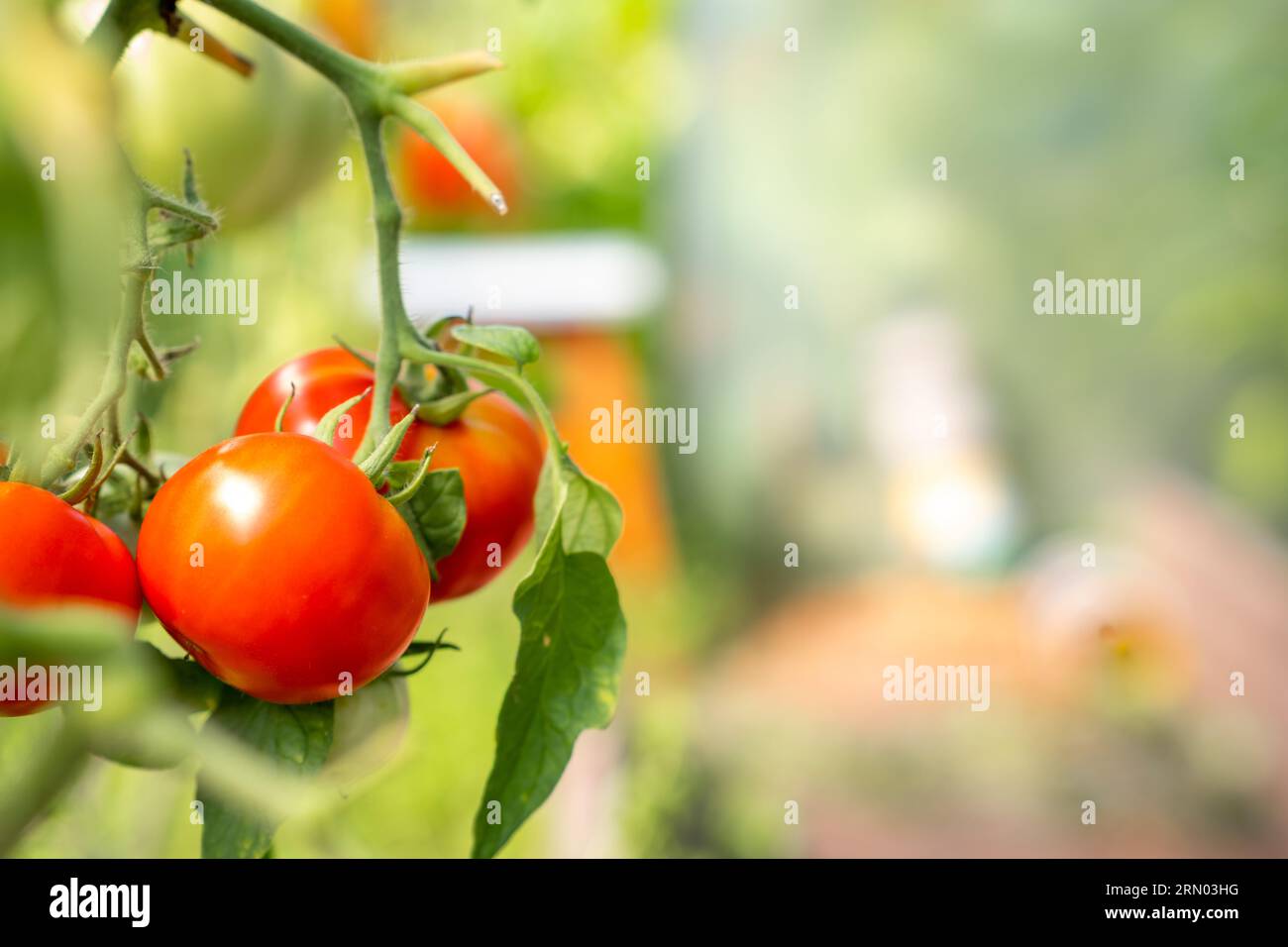 Red, ripe and green large tomatoes on a bush in a greenhouse. Tomatoes ...