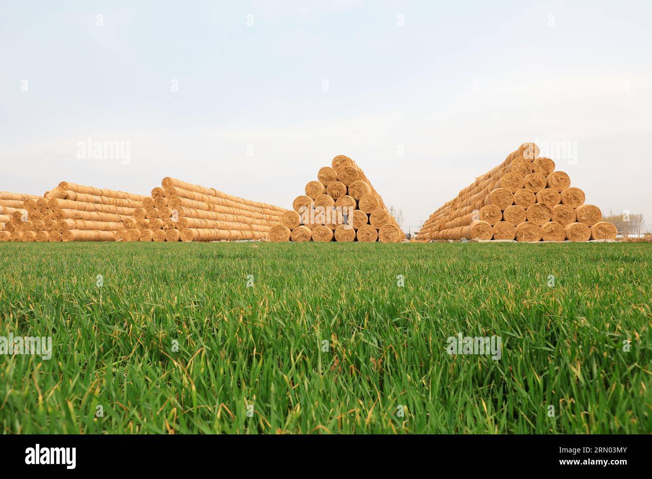 Piles of straw rolled in the wheat field, North China Stock Photo - Alamy