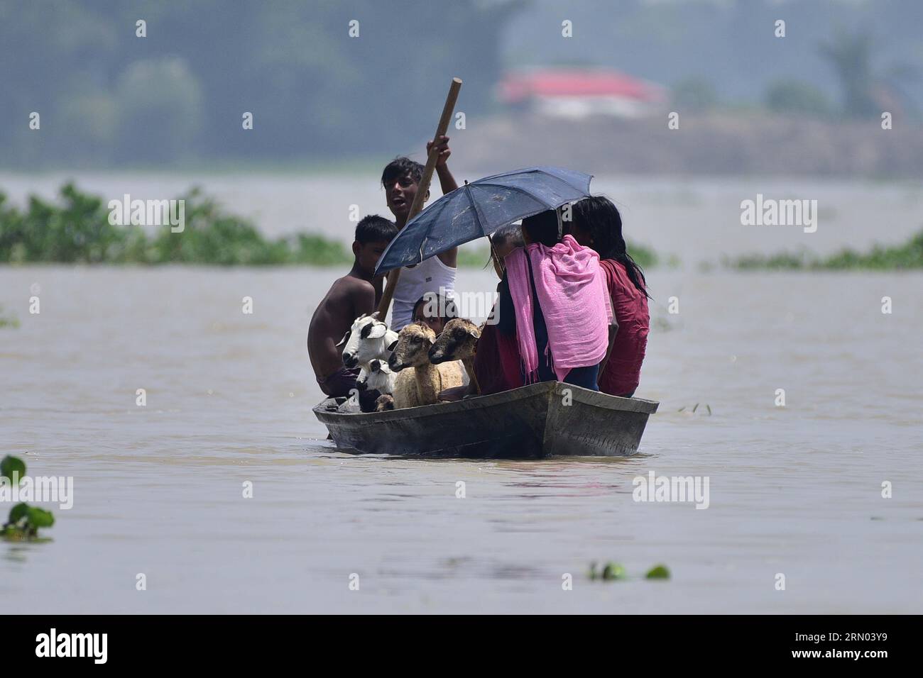 Sheep on a boat hi-res stock photography and images - Alamy