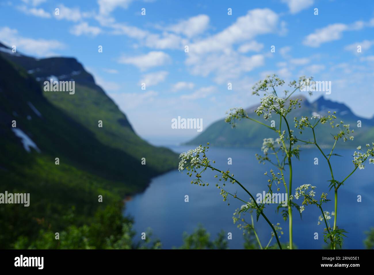 Beautiful classic Norwegian summer landscape in the month of July ...