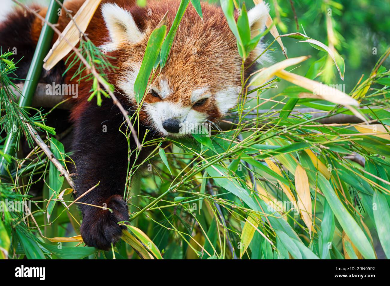 Red panda bear climbing tree. close-up of a rare red panda Stock Photo ...