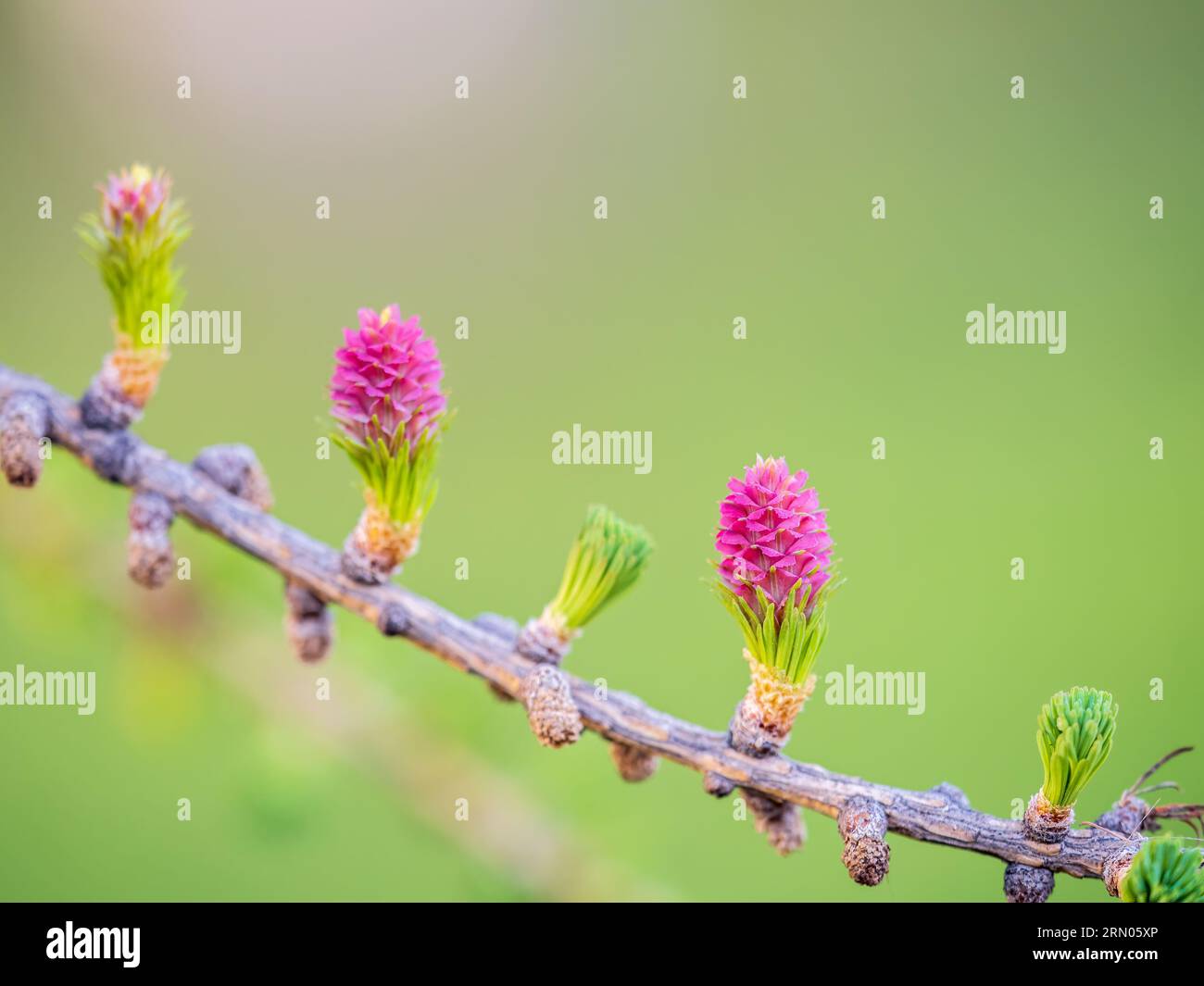 Larch tree fresh pink cones blossom at spring on nature background ...