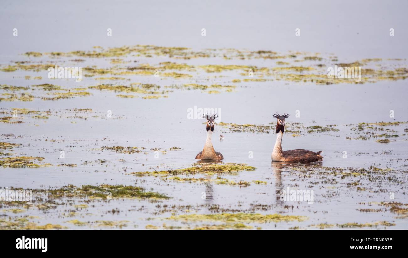 Mating games of two water birds Great Crested Grebes. Two waterfowl ...