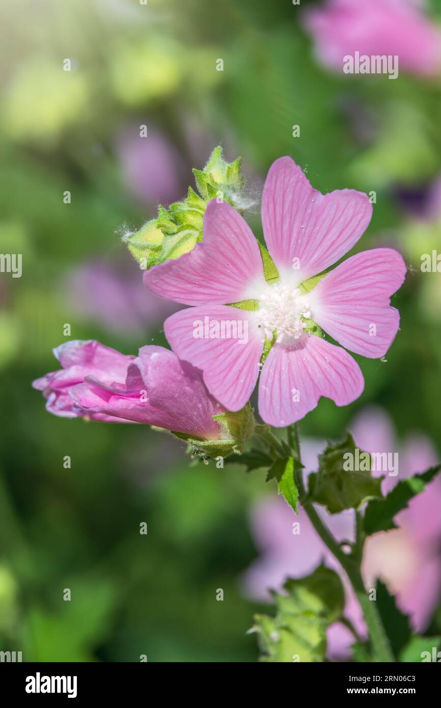 Big pink and red delicate flowers of mallow in bloom with green leaves ...