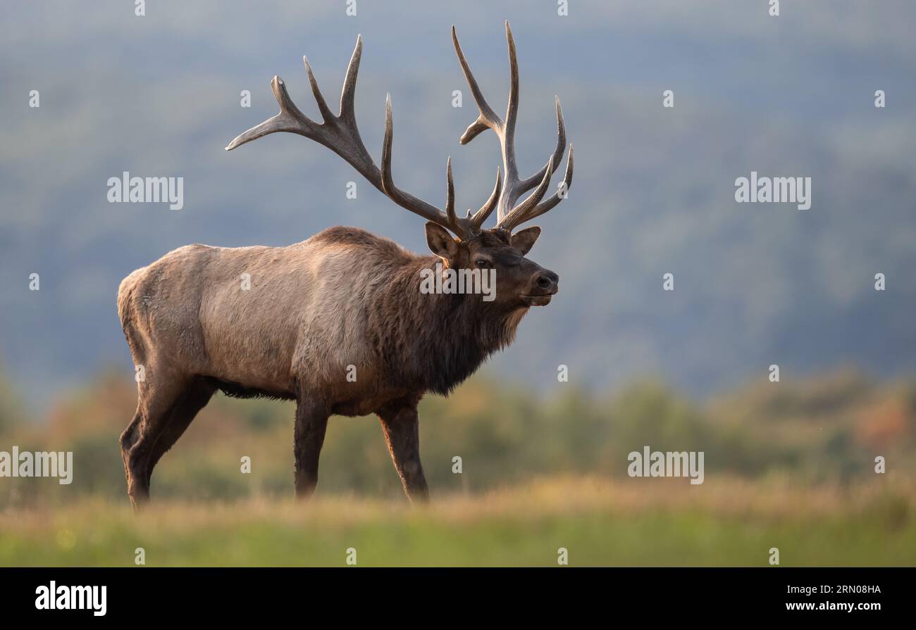 Elk rut in the Canadian Rockies Stock Photo - Alamy