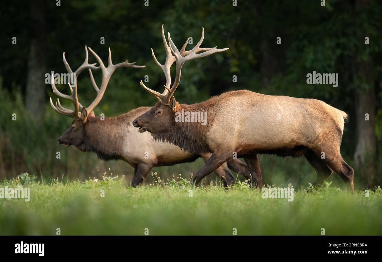 Elk rut in the Canadian Rockies Stock Photo - Alamy