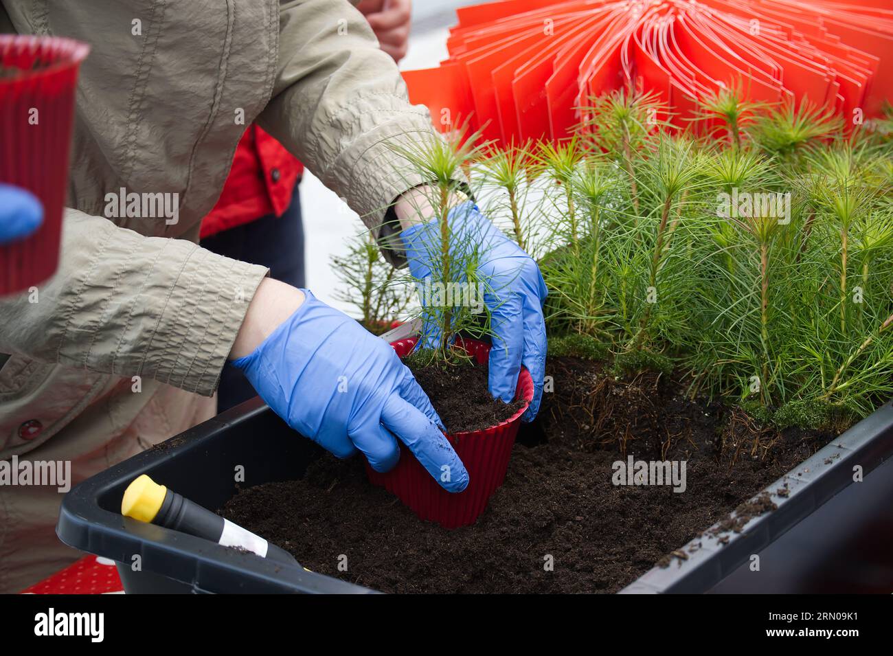 Transfer of containerized pine tree seedlings to biodegradable pot ...
