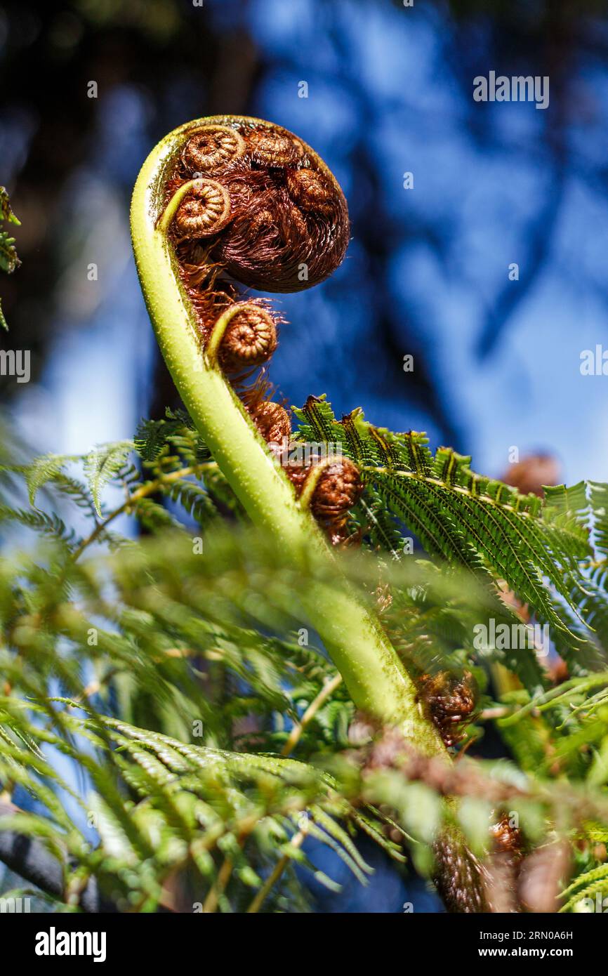 A photo of a koru growing from a fern tree Stock Photo - Alamy
