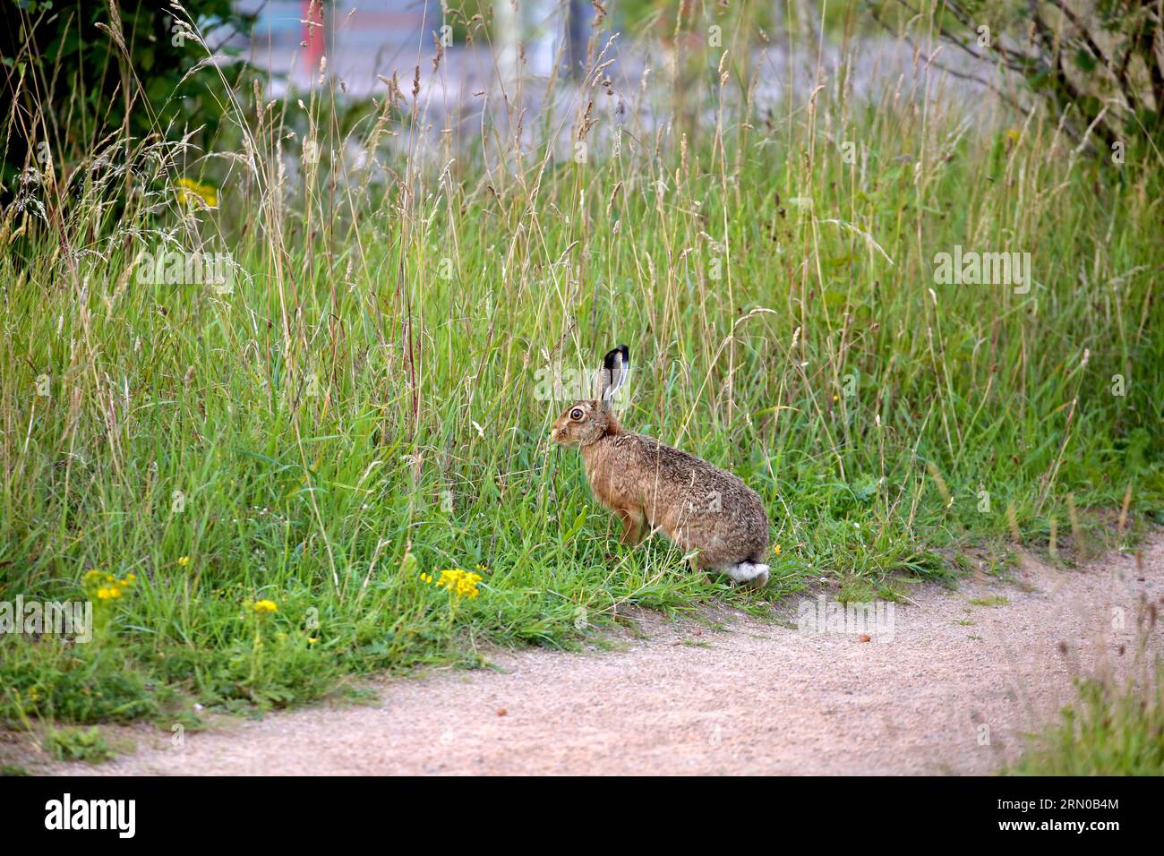 Hare in the flowers hi-res stock photography and images - Alamy