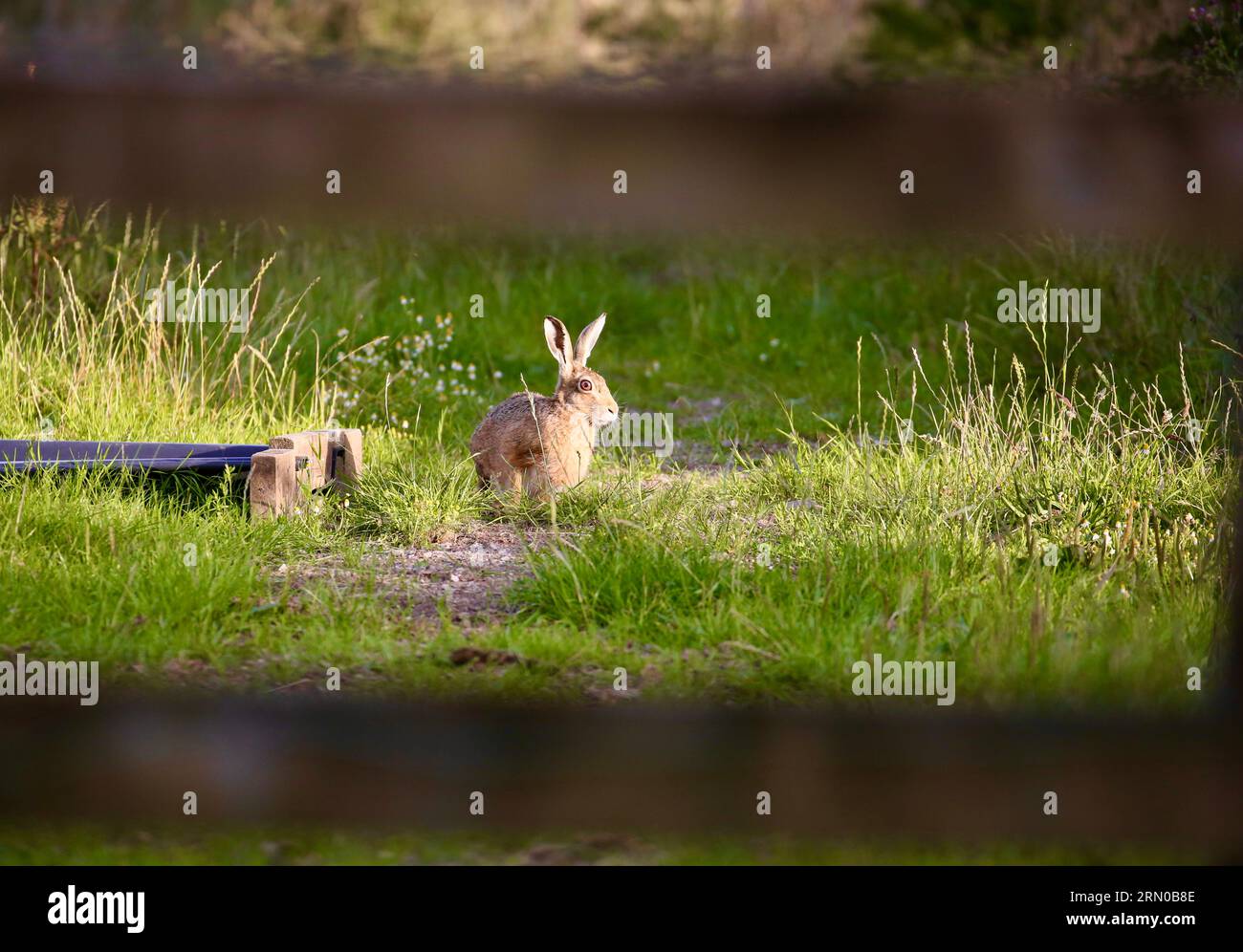 Hare eyes hi-res stock photography and images - Alamy