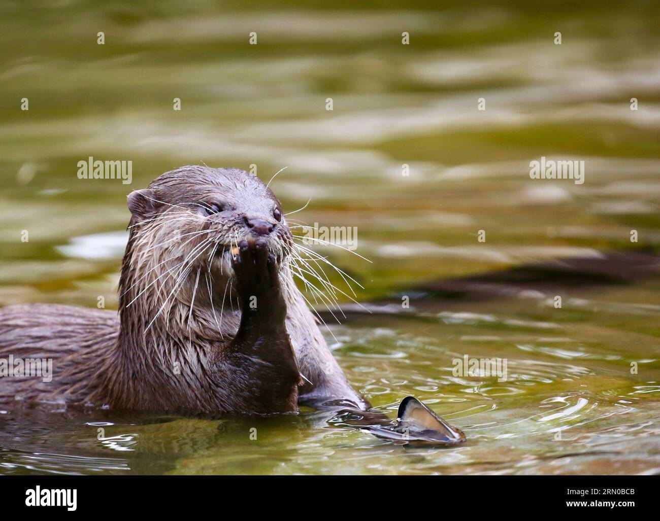 Small muscles hi-res stock photography and images - Alamy