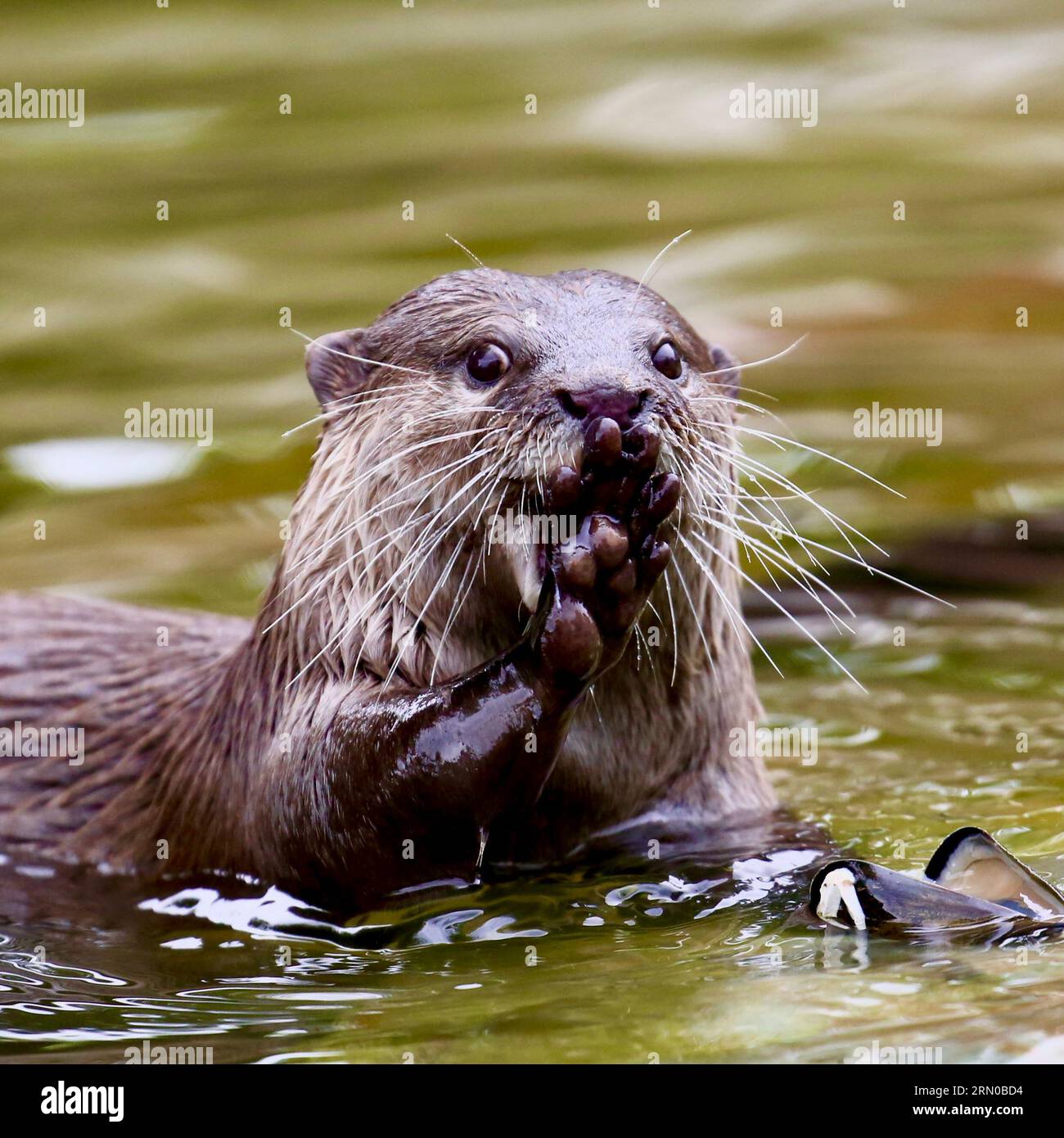 Clawed hands hi-res stock photography and images - Alamy