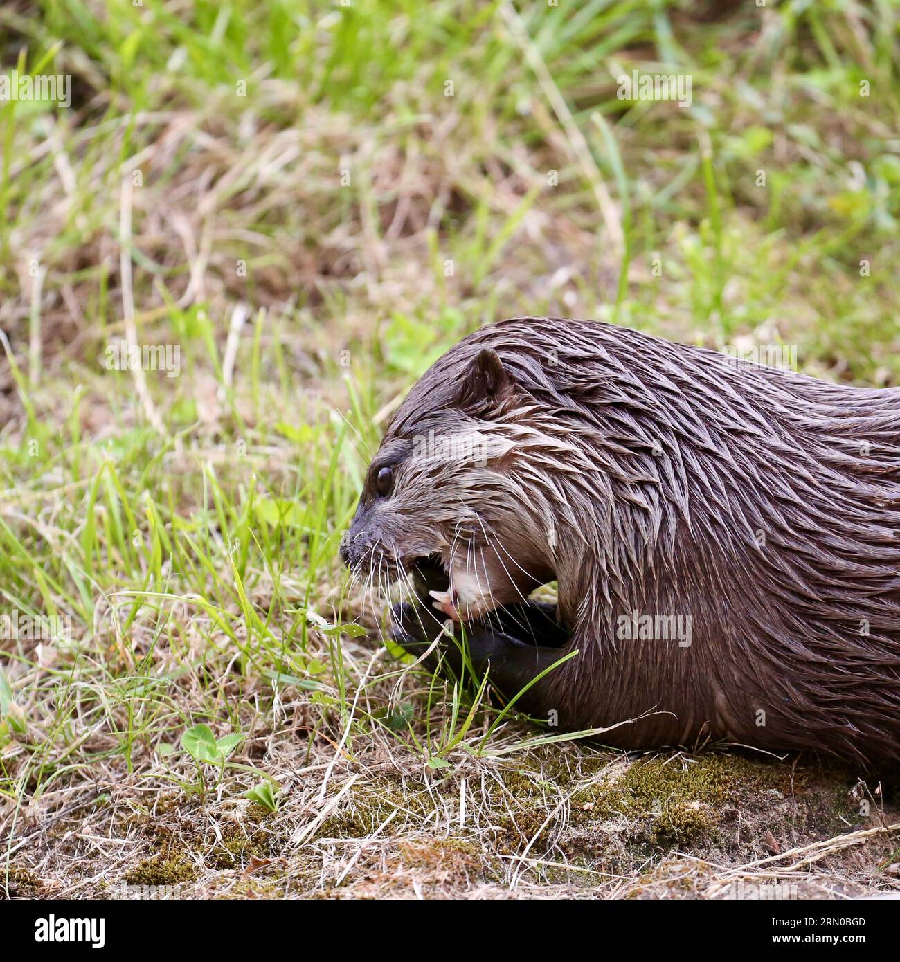 Wet grass land hi-res stock photography and images - Alamy