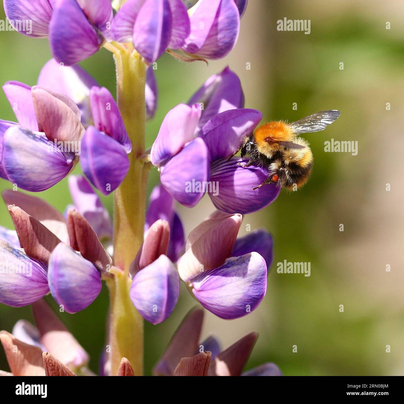 Common carder bee Stock Photo - Alamy