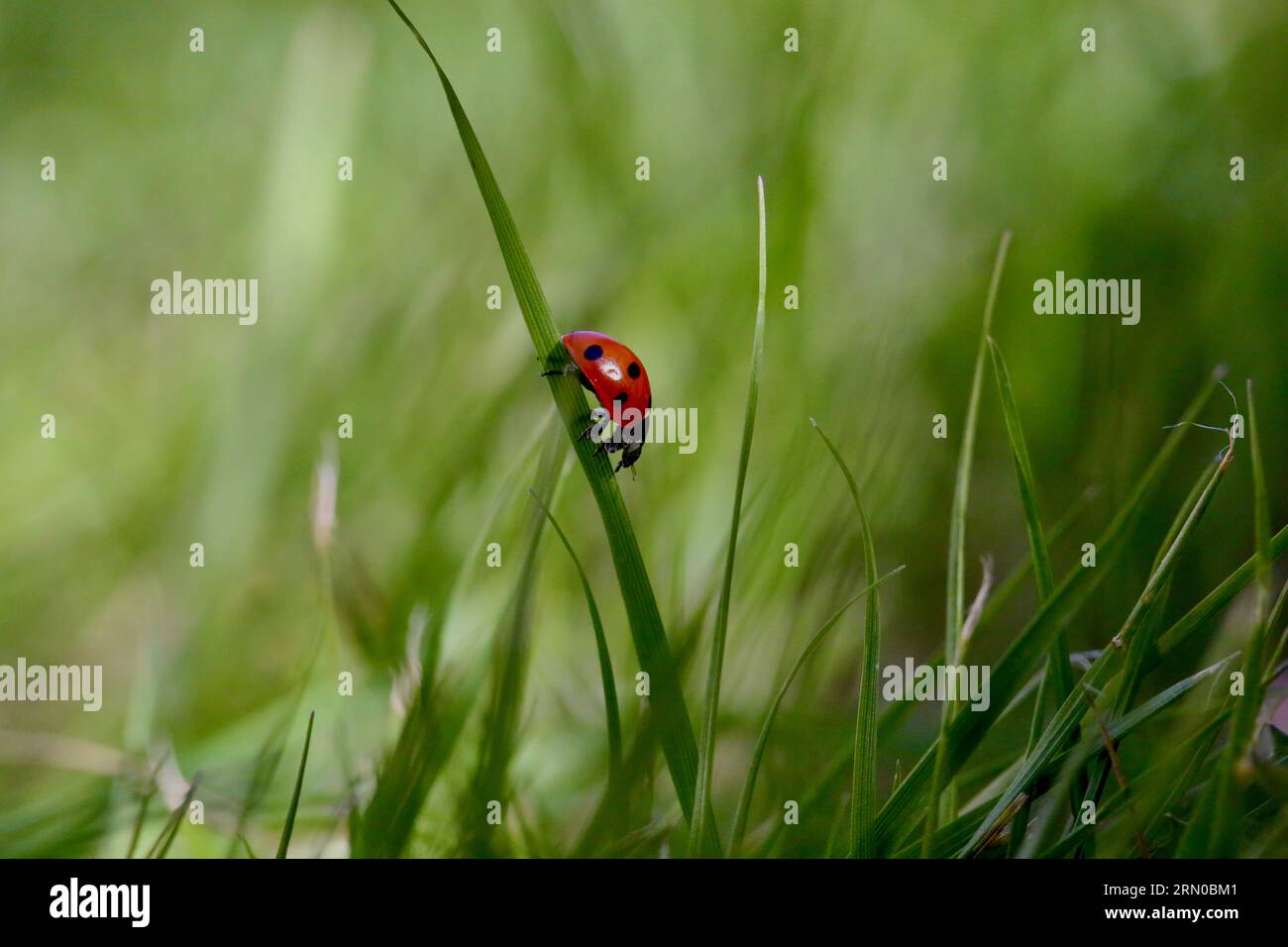 Red and black spotted ladybird hi-res stock photography and images - Alamy