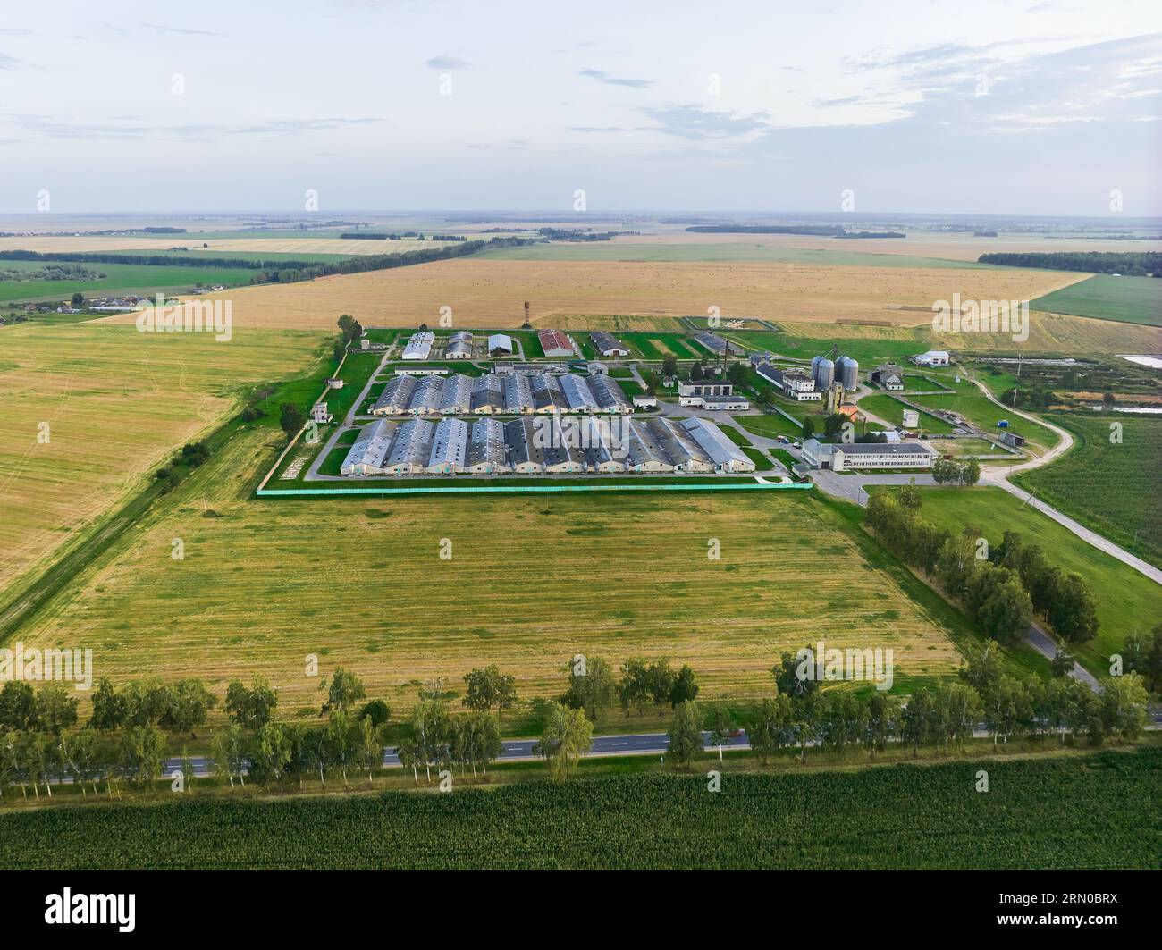Farms of keeping pigs and huge plantations of planted wheat Stock Photo ...