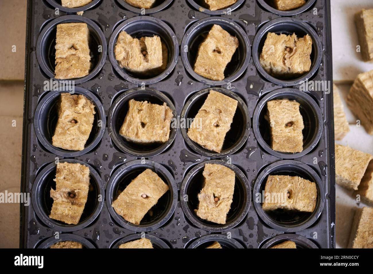 Seed plugs hi-res stock photography and images - Alamy