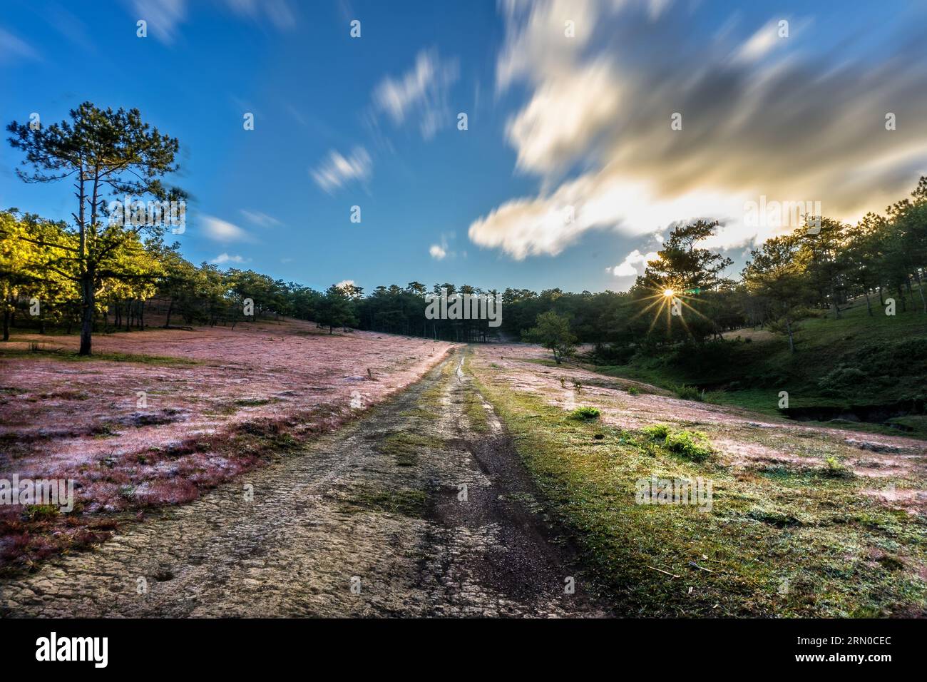 Flowering season of grass and flowers in Da Lat. Flowers of this type ...
