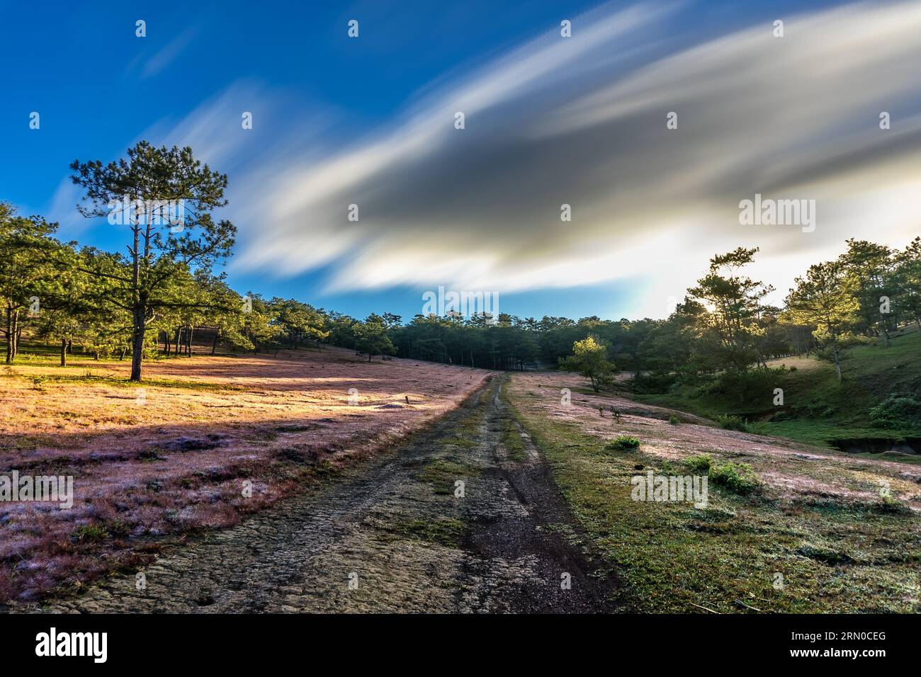 Flowering season of grass and flowers in Da Lat. Flowers of this type ...