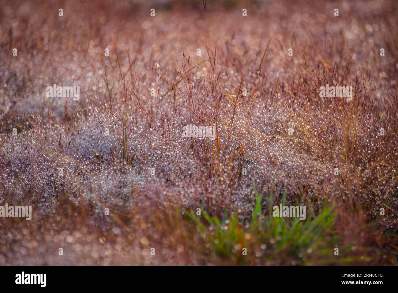 Flowering season of grass and flowers in Da Lat. Flowers of this type ...