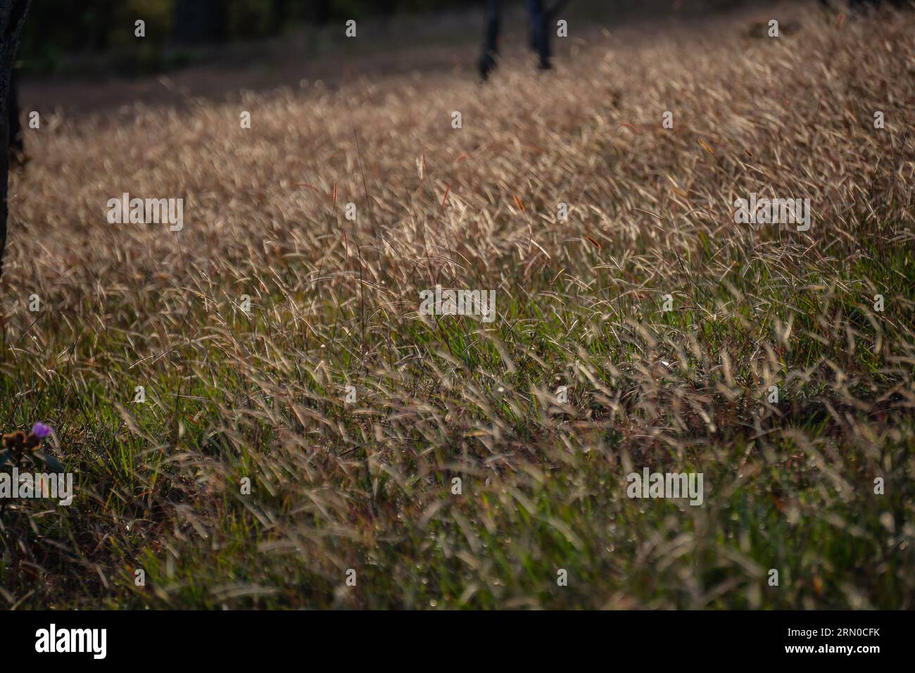 Flowering season of grass and flowers in Da Lat. Flowers of this type ...